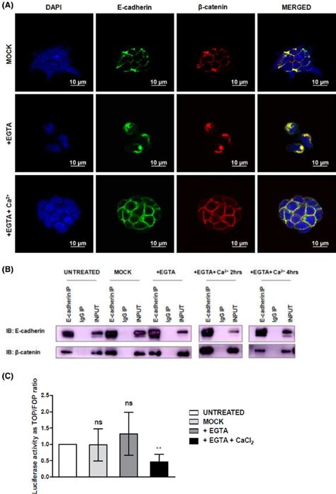 E Cadherin Continues To Interact With B Catenin Upon Internalization In