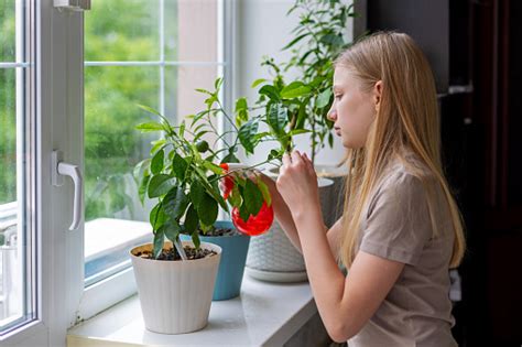 창문으로 실내 식물을 뿌리는 소녀 어린 소녀는 자연광이 들어오는 밝은 창가에 서서 빨간 스프레이 병을 사용하여 화분에 심은 실내 식물에 물을 줍니다 4 5세에 대한 스톡