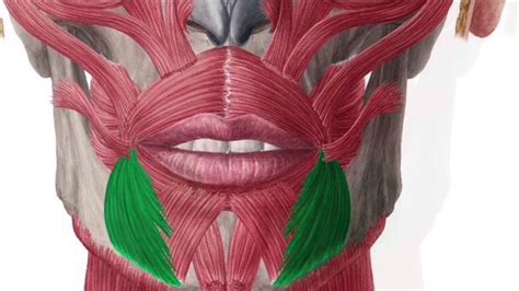 Where Is The Depressor Anguli Oris Located At June Weiss Blog