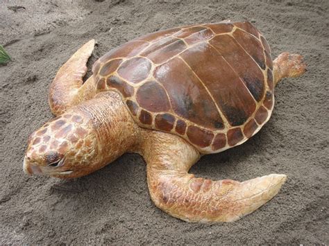 Loggerhead Turtle