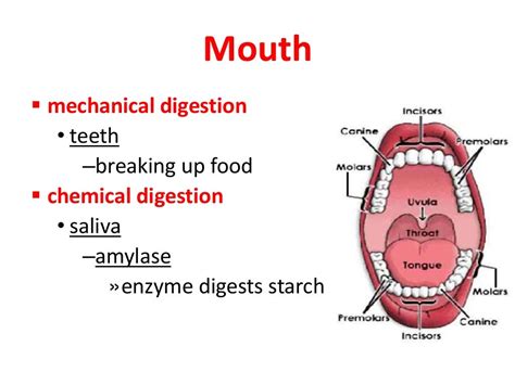 Tongue Function Digestive System At Louise Mcmakin Blog