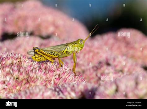 Differential Grasshopper September 18th 2019 Mary Jo Wegner Arboretum