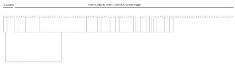 dendrogram of cluster analysis showing morphological relationships in