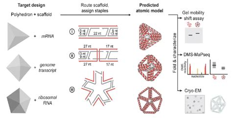 Rna Scaffolded Wireframe Origami Mit Technology Licensing Office