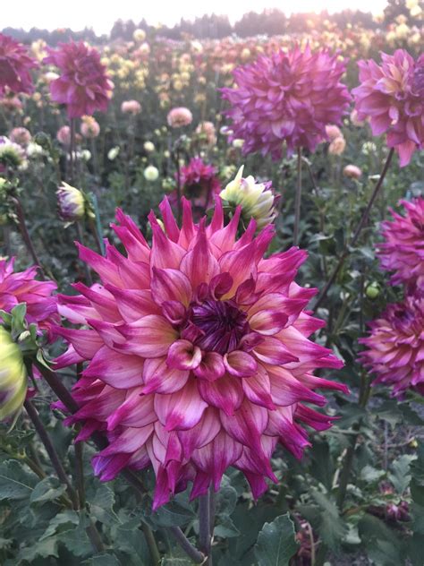 Spoiled Rotten — Dahlias By Julie