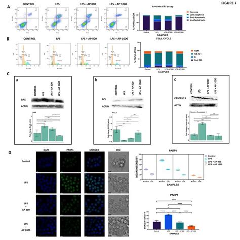 Screening Of Anti Apoptotic Activity Of Andrographis Paniculata A Download Scientific Diagram