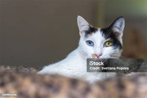 다른 색깔의 눈을 가진 아름다운 칼리코 고양이는 고양이 침대에서 휴식을 취하고 카메라를 바라봅니다 다른 색깔의 눈에 대한 스톡 사진 및 기타 이미지 Istock