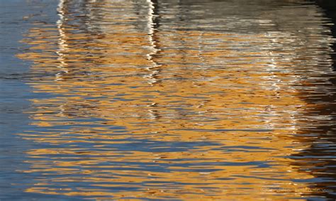 Caution Yellow Shutterbug