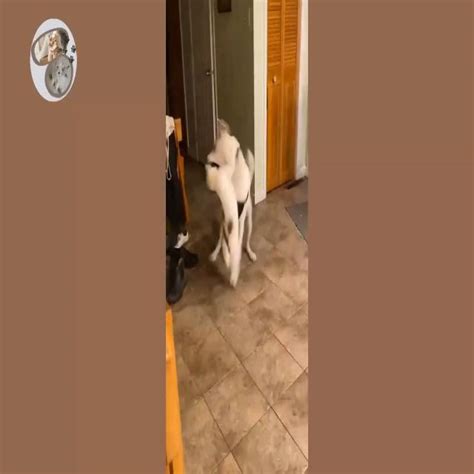 Ejemplo Object Detection Model By Prueba