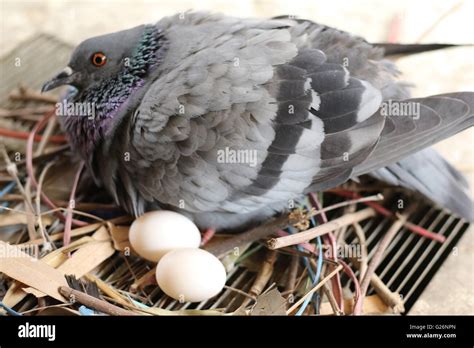 What Does A Wood Pigeons Eggs Look Like At Tayla Hamlyn Harris Blog