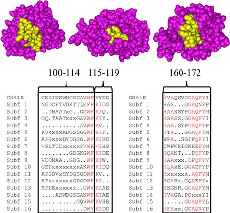 Mapping Of Conserved Amino Acid Residues On The Surface Of Gh61e