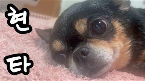 목욕 후 현타 온 치와와 Youtube