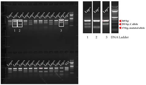 Primers Pcr Genotyping At Cody Low Blog