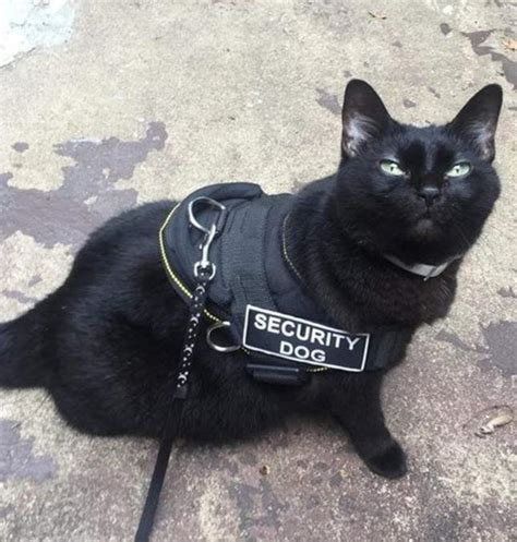 Cutest Security Ever Myconfinedspace