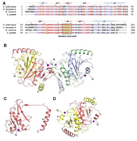 Crystal Structure Of Histidine Triad Nucleotide Binding Protein From The Pathogenic Fungus