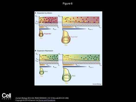 Coordination Of Patterning And Growth By The Morphogen Dpp Ppt Download