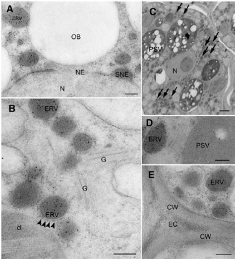 Subcellular Localization Of Download Scientific Diagram