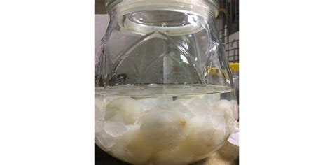 荔枝泡酒的做法360新知