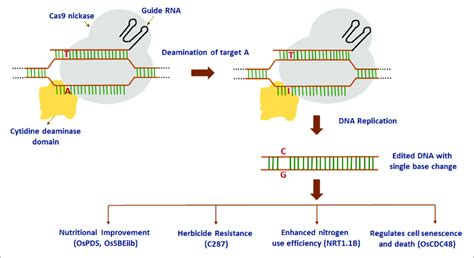 Recent Advances In Base Editing Technology In Rice Point Mutations Download Scientific