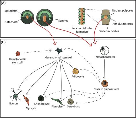 Cell Sources Proposed For Nucleus Pulposus Regeneration 56 Off