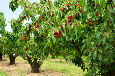 Prunus Stella Cherry Hello Hello Plants