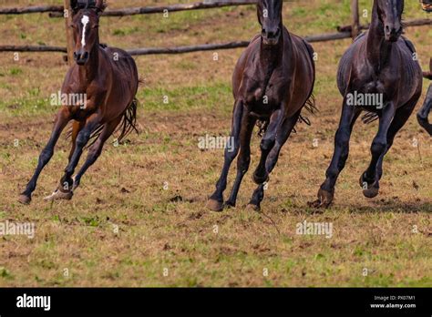 Wild Horses Galloping Wildly In An American Ranch Details And Focus On