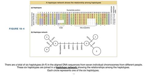 Genetics Exam 4 Flashcards Quizlet