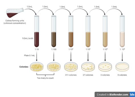 Serial Dilution Procedure At April Harrison Blog