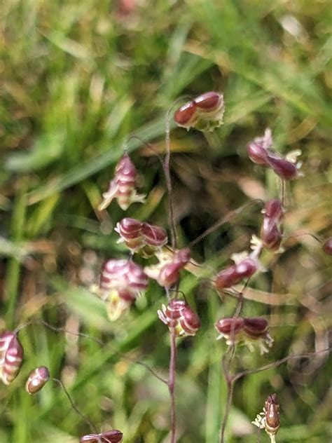 Pollinator Protector William Mulhalls Organic Beef Farm In Allenwood