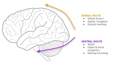 We Are Visual Beings It All Starts In The Primary Visual Cortex In The Occipital Lobe From