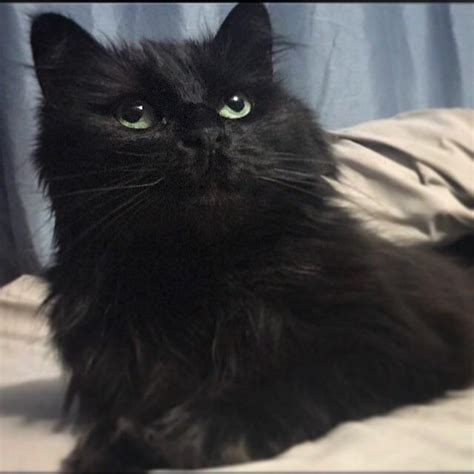 Tequila The Kitty Cat R Aww