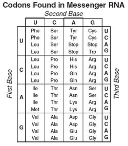 Codon Charts Molecular Genetics