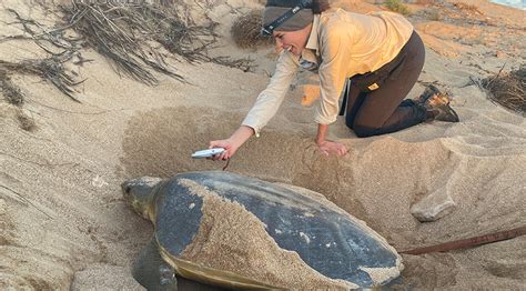 Flatback Turtles Hatch At Variable Rates On Was Pilbara Beaches Mirage News