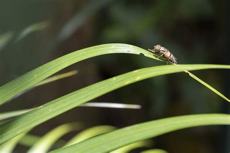 파리 곤충 날개 Pixabay의 무료 사진 Pixabay