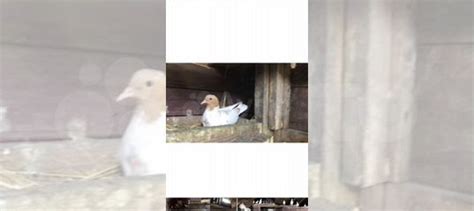 Продажа голубей купить в Ртищево Животные и зоотовары Авито