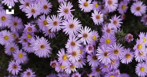 노란색 중심을 가진 보라색 꽃 무리 사진 Unsplash의 무료 브뤼셀 이미지