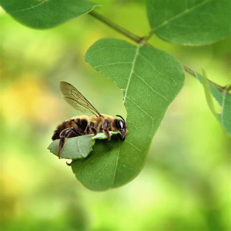 Red Bees Friendly Pest Control
