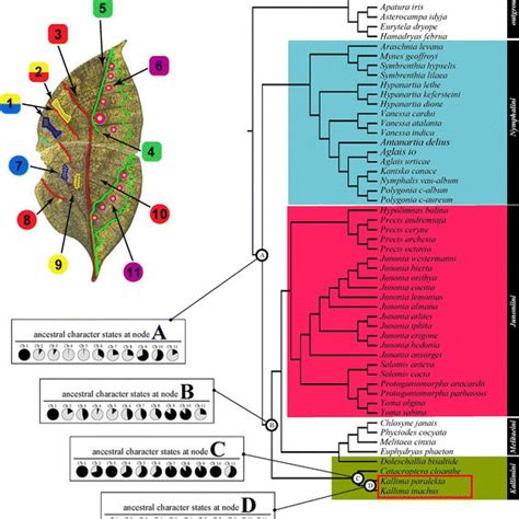 Bayesian Inference Of Ancestral Character State Reconstruction Of Download Scientific Diagram