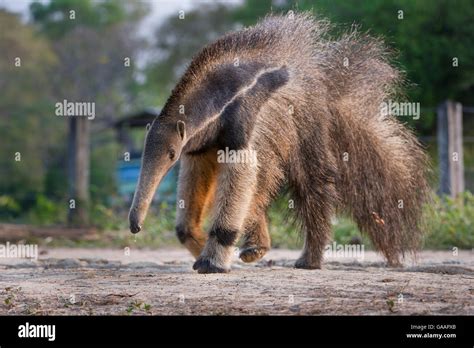 Giant Anteater Standing