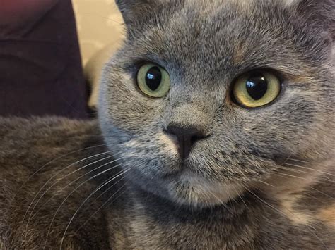 Kitty Freckles Rbritishshorthair