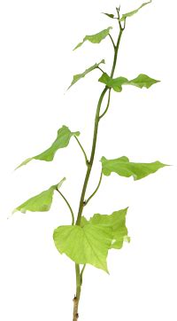 Silt Density Index Test Meter SDI Testing