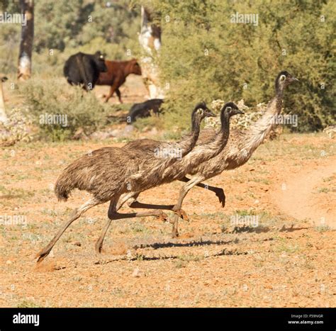 Emu Bird Running