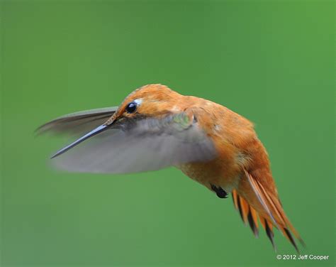 Neovista Birds And Wildlife Green Backed Male Rufous Hummingbird