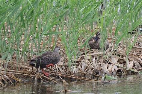 ゆるくおかしくたくましく ぶら鳥ノート2