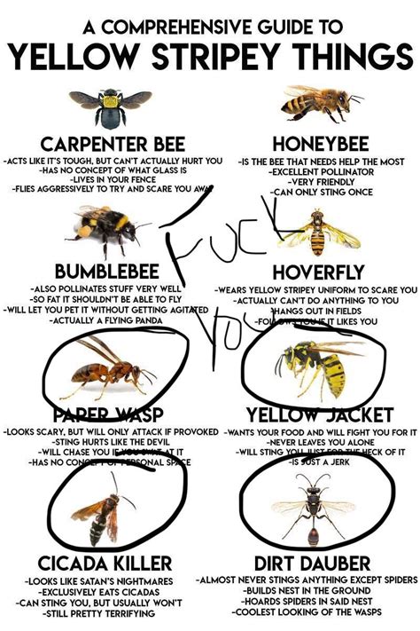 A Comprehensive Guide To Fuck These Wasps Taken From R Interestingasfuck R WaspHating