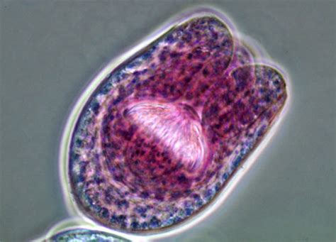 Egg Under Microscope