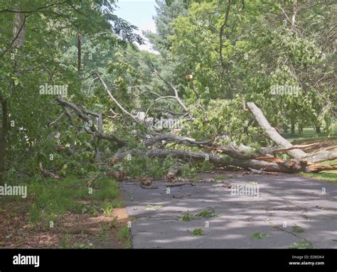 A Road Is Blocked By A Large Oak Tree That Has Fallen And Crumbled