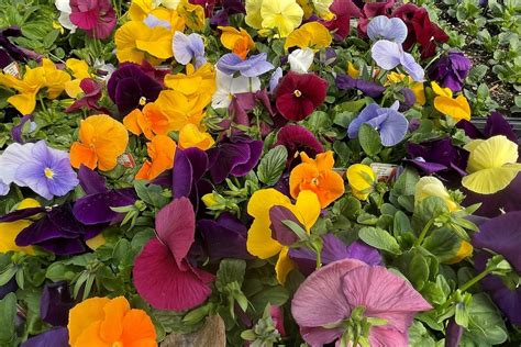Are Violas Pansies At John Heidt Blog