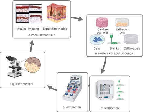 Figure 2 From Modeling And Optimization Of Biofabrication In Semantic Scholar
