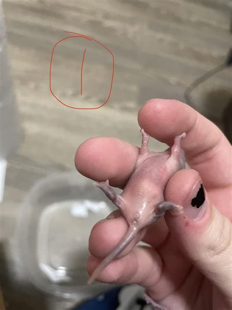 Help Me Sex My Mice Pls Rpetmice